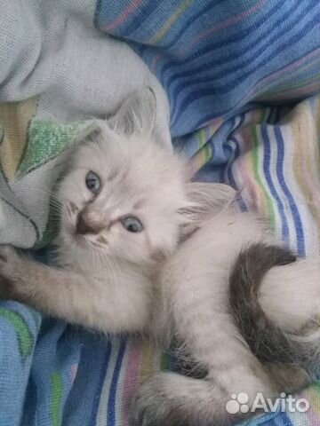 Невская Маскарадная