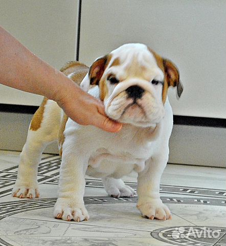 Щенки-англичане