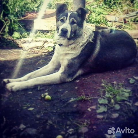 Пес "Гром" в добрые руки