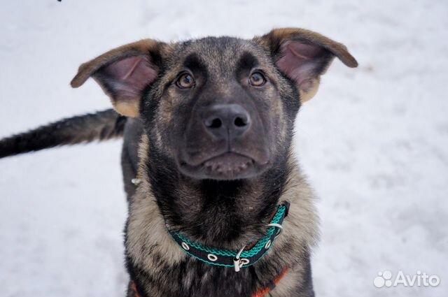 Щенки из приюта