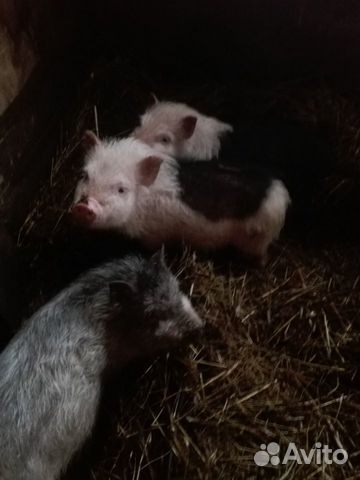 Корова, вьетнамские поросята, хряк