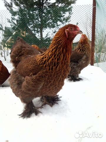 Отдам семейку Брам