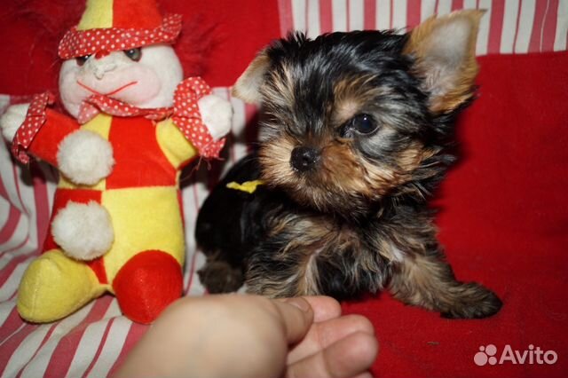 Мини Йорки Милашки