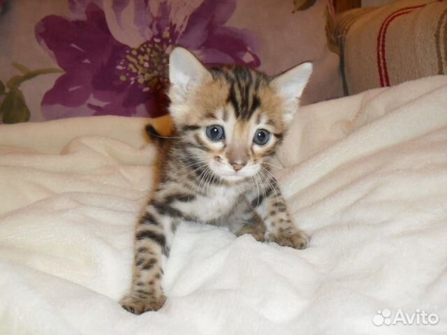 Котята к празднику