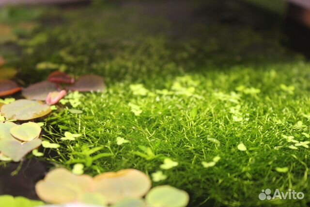 Растения аквариумные