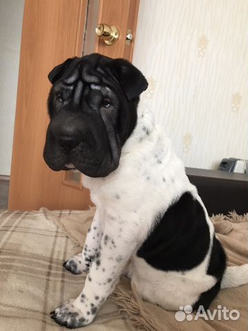 Щенки шарпей