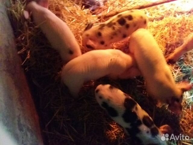 Поросенок ландрас