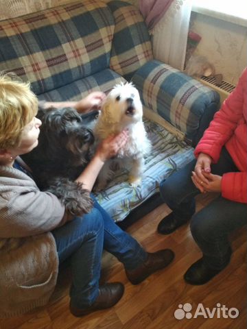 Болонки в дар