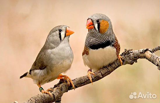 Отдам амадин