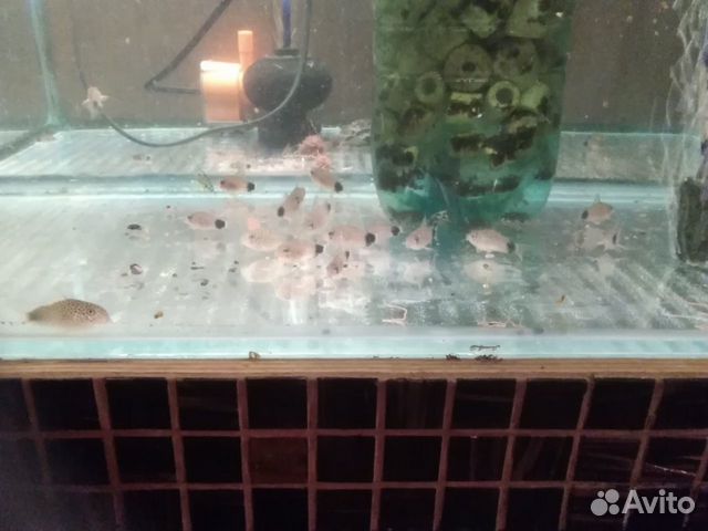 Коридорас пятнистохвостый, пецилии, скалярия данту