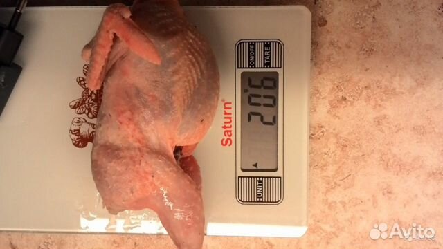 Эстонский перепел из Эстонии инкубационное яйцо