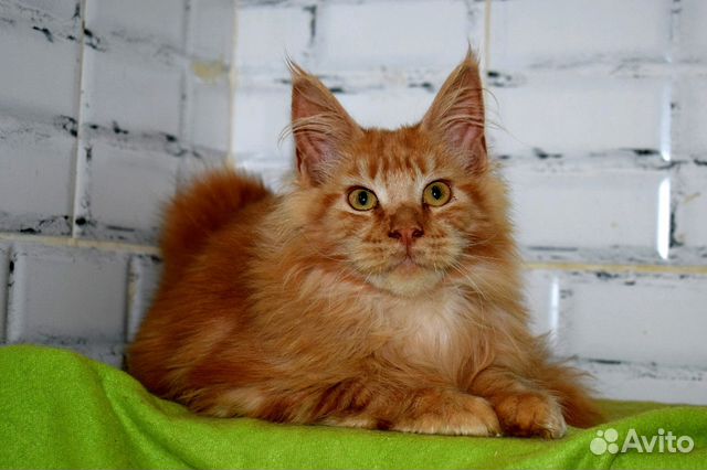 Шикарный котик Мейн-кун