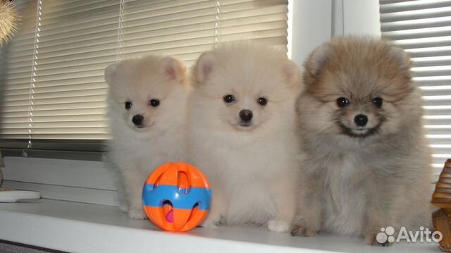 Мишки Померашки Миниатюры