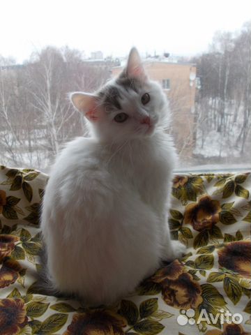 Маня ищет дом