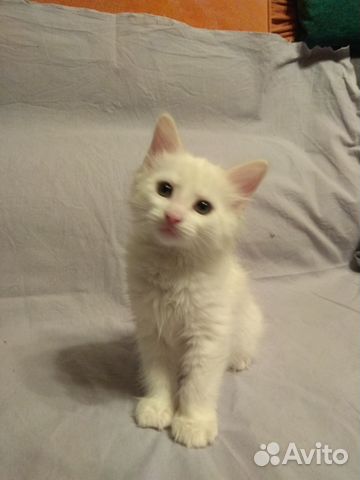 Котята породы Карельский бобтейл