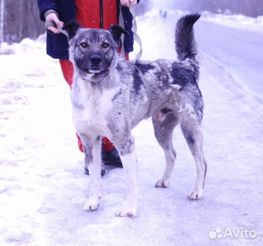 Молодой умный пёс - великолепный друг