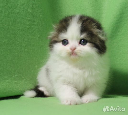 Белоснежный малыш хайленд фолд