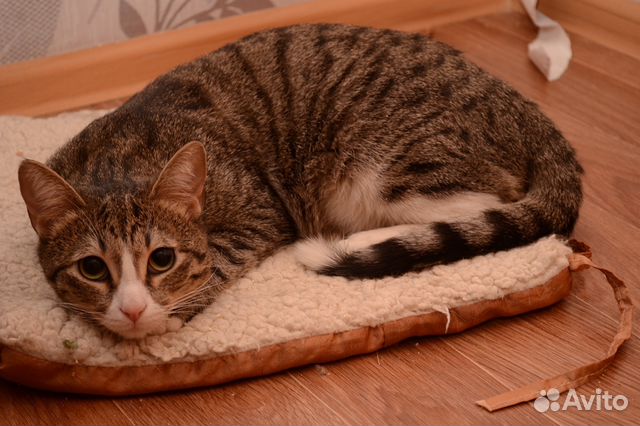 Тема (котенок с шатающейся походкой)