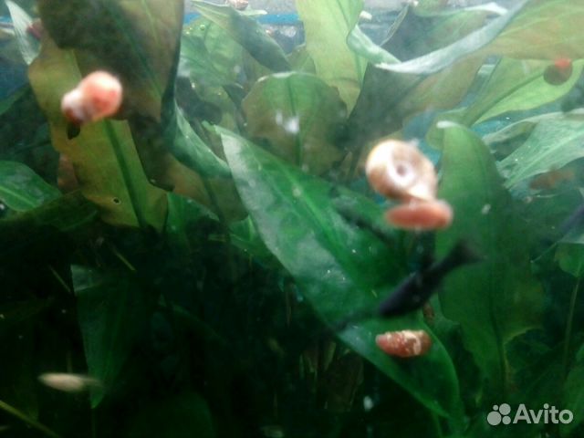 Аквариумные улитки