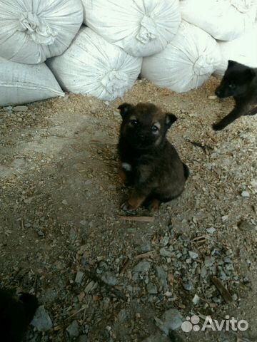 Отдам в добрые руки