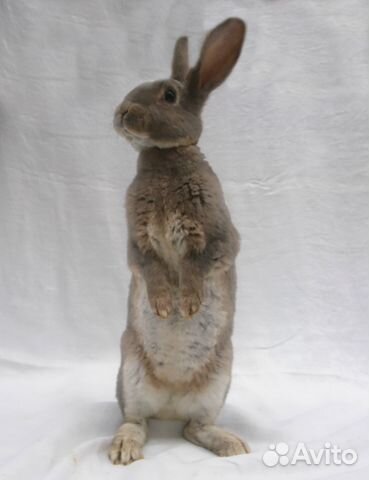 Чистокровные крольчата на любой вкус