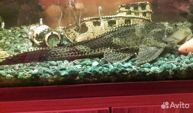 Сом Птеригоплихт