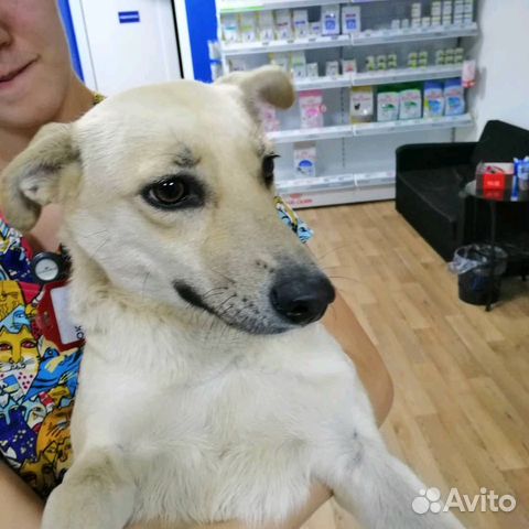 Ищу дом и любящих хозяев собвчке