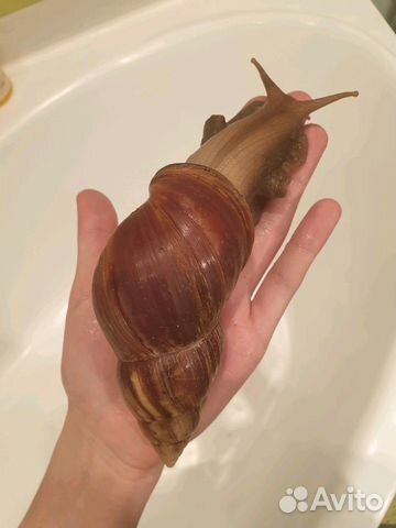 Улитка ахатина фулика