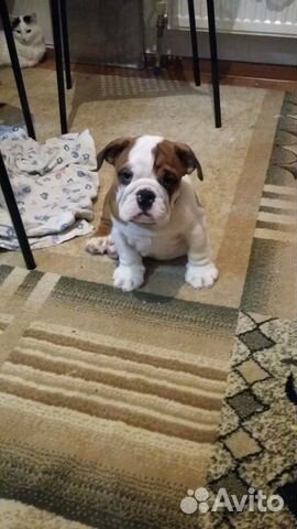 Английский бульдог