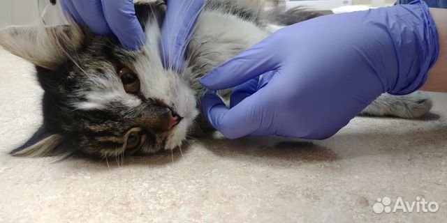 Ищем хозяев кота, попавшего в беду
