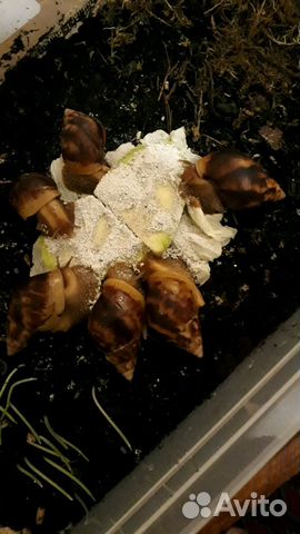 Улитка ахатина фулика стандарт