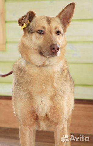 Собака в добрые руки