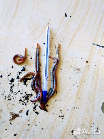 Червь, малек, коконы Дендробена Венета