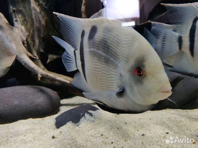 Продам население южной Америки