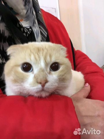 Вислоухий, голубоглазый кот