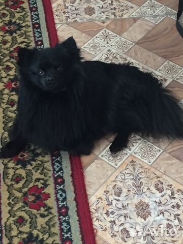 Шпиц (немецкий) Вязка