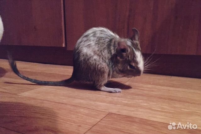 Дегу пятнистый