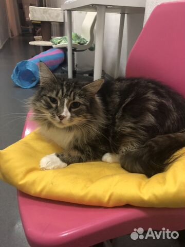 Пушистая сибирячка в дар