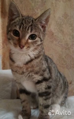 Котёнок ищет любящую семью