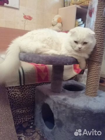 Шикарный блондин ждет кошечку