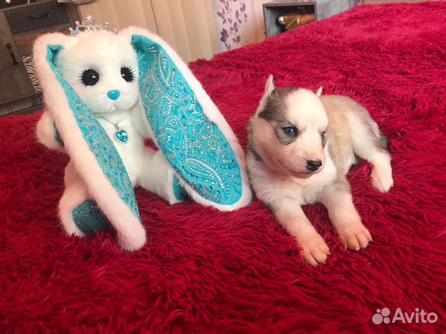 Щенки Хаски