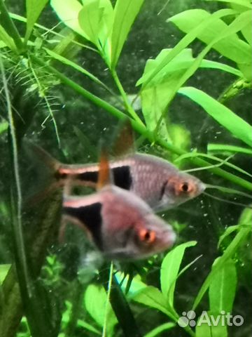 Рыбки расбора клинопятнистая (клиновидная)