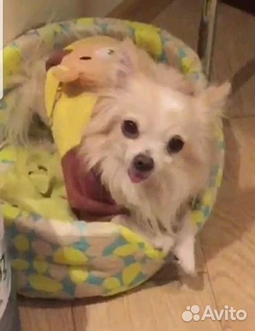 Чихуахуа В самом расцвете сил в добрые руки