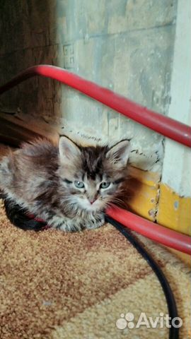 Котик Майкун