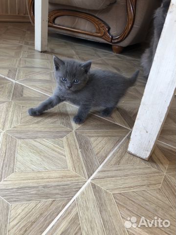 Котята в хорошие руки