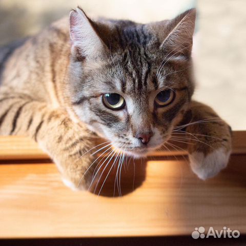 Особенный котик очень мечтает о доме