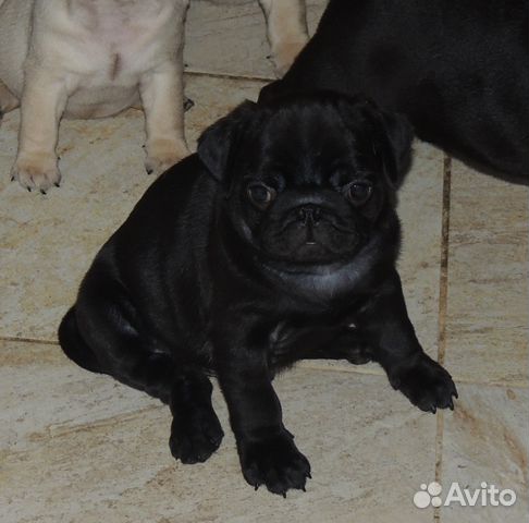 Черные мальчики РКФ