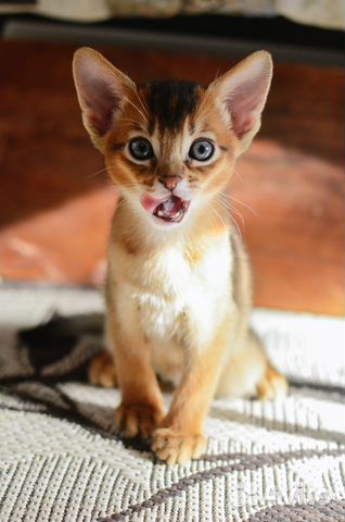 Абиссинские котята