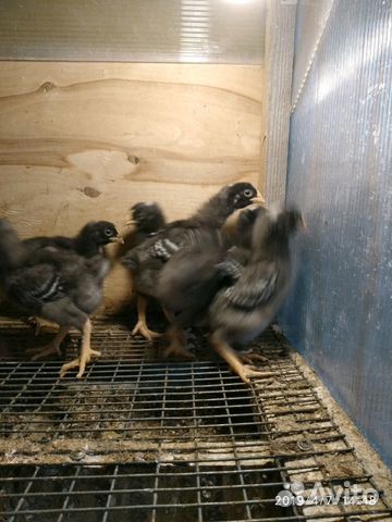 Цыплята трехнедельные. порода Плимутрок полосатый