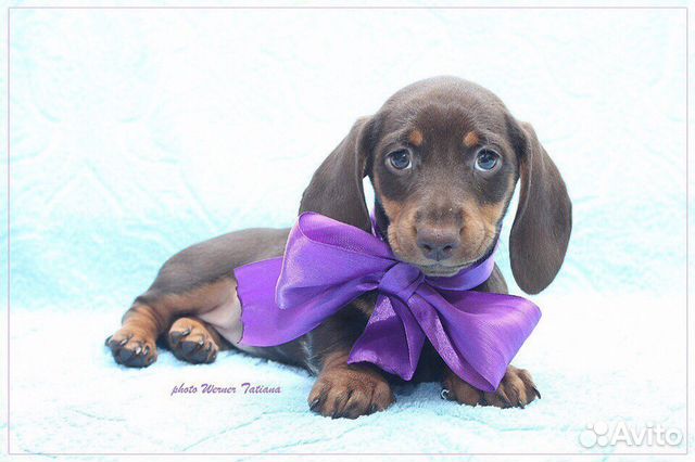 Такса мини Кофе Девочка